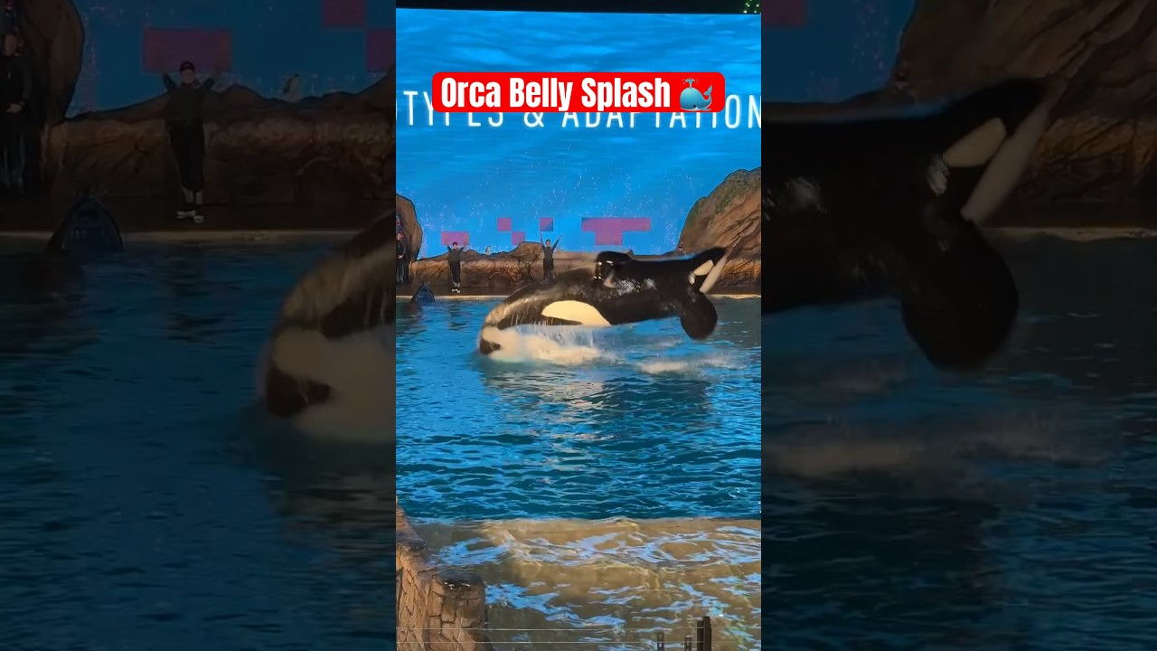 HUGE male killer whale belly breach at SeaWorld! 🐳😍 #seaworldsandiego # ...