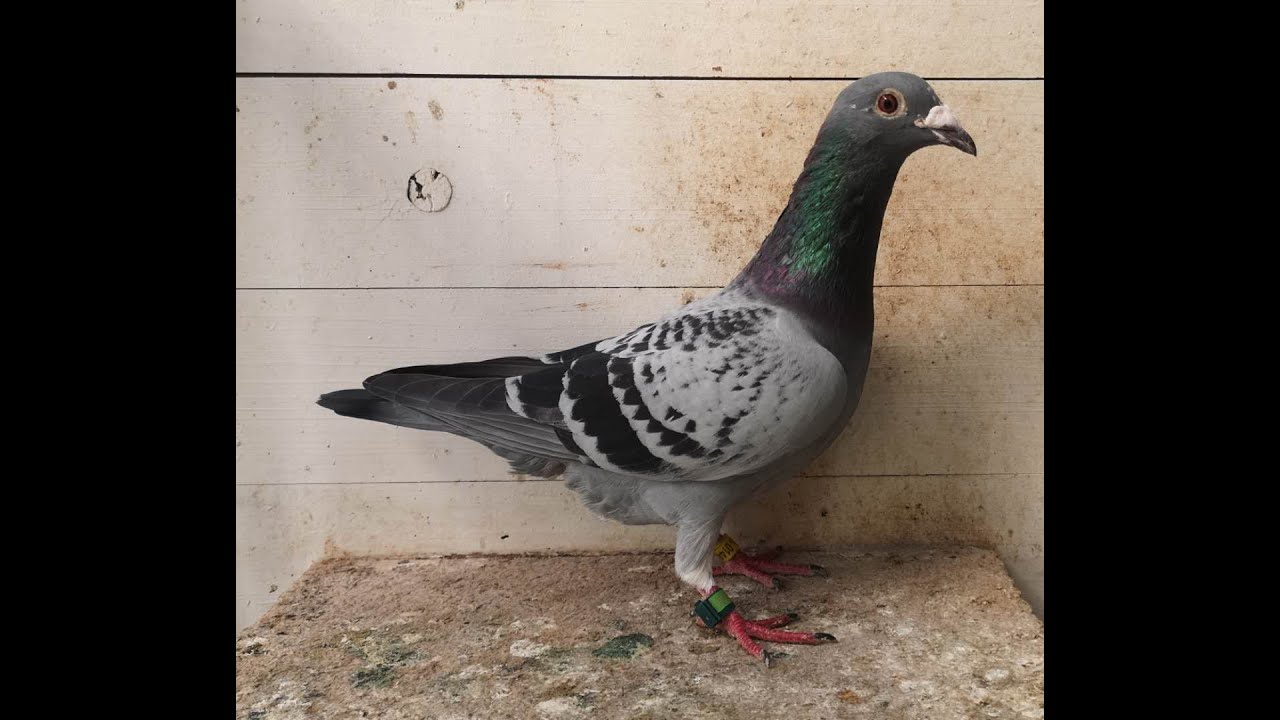 Pigeon-Master : Houdini (Alexandre Margris) - YouTube