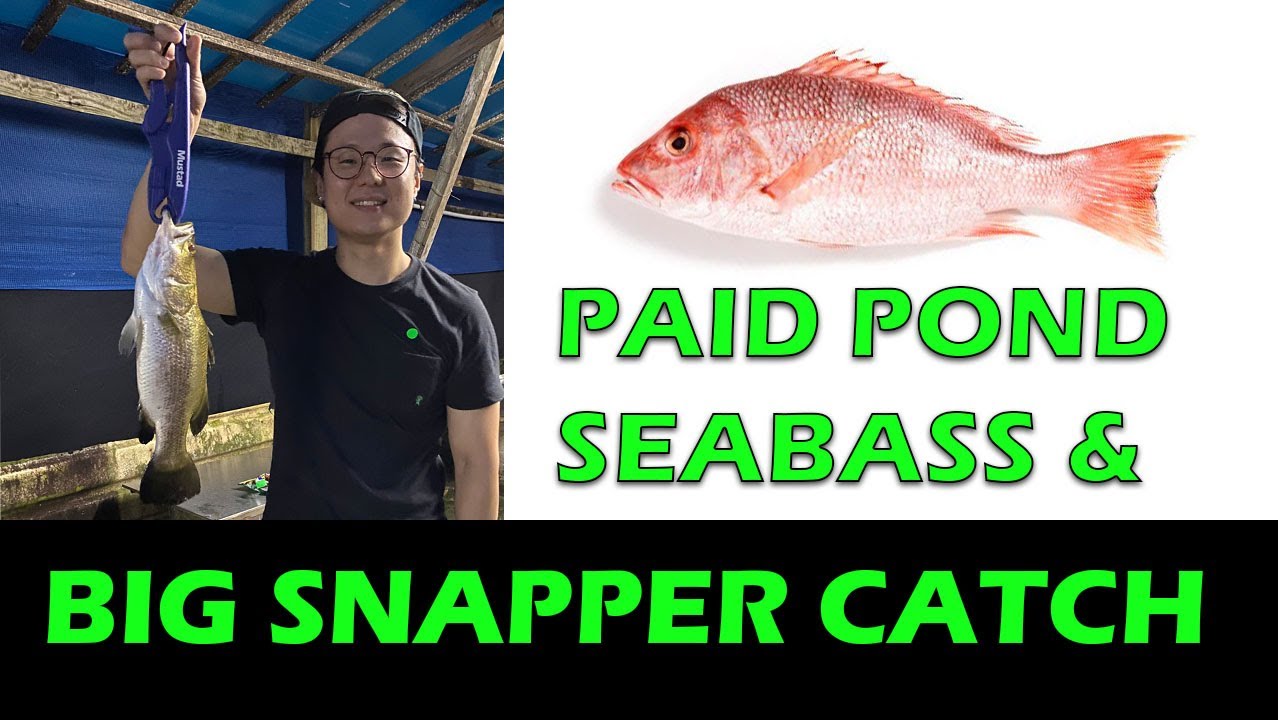 BIG SNAPPER CATCH in Paid Pond Singapore #fishinginSingapore - YouTube