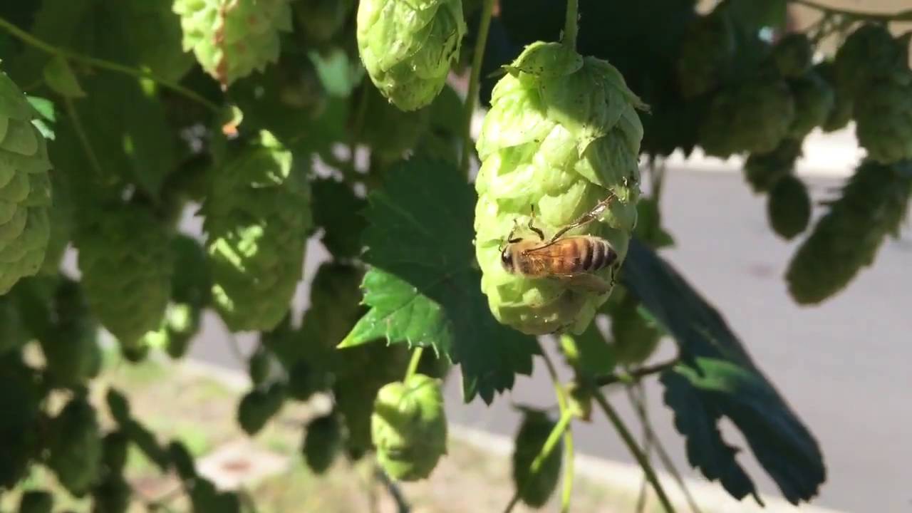 Honey bee on hops - YouTube