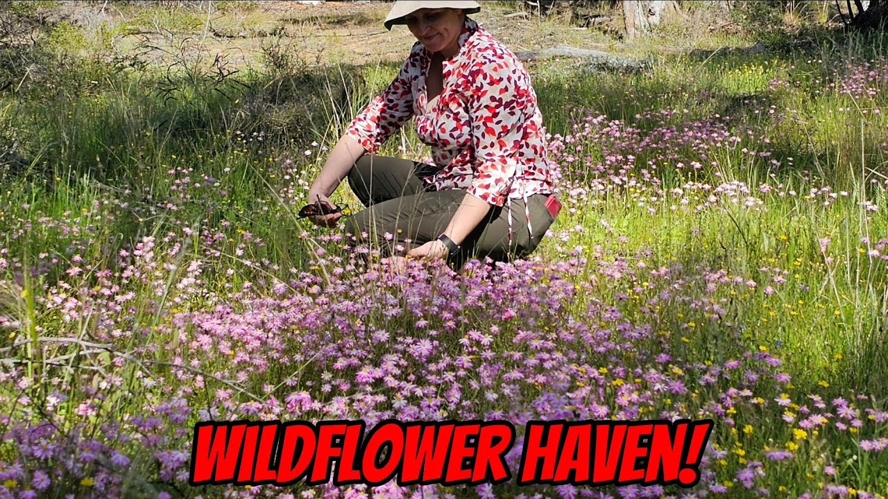 Wildflower Haven! - Nookaminnie Rock Nature Reserve, Quairading - YouTube