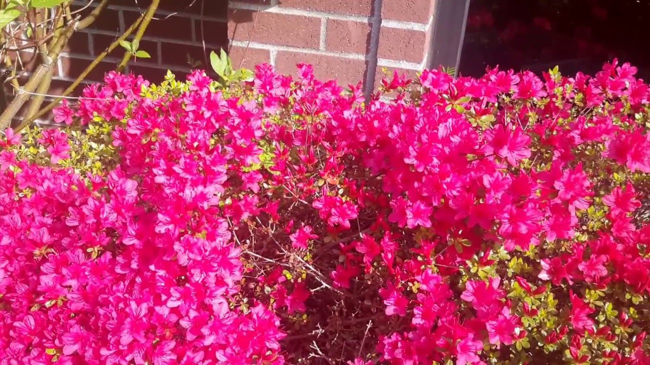Hino Crimson Azalea - YouTube