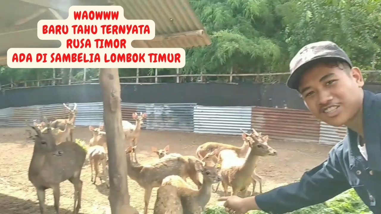 Penangkaran Rusa Timor (Cervus Timorensis) di Desa Tibu Borok Sambelia ...
