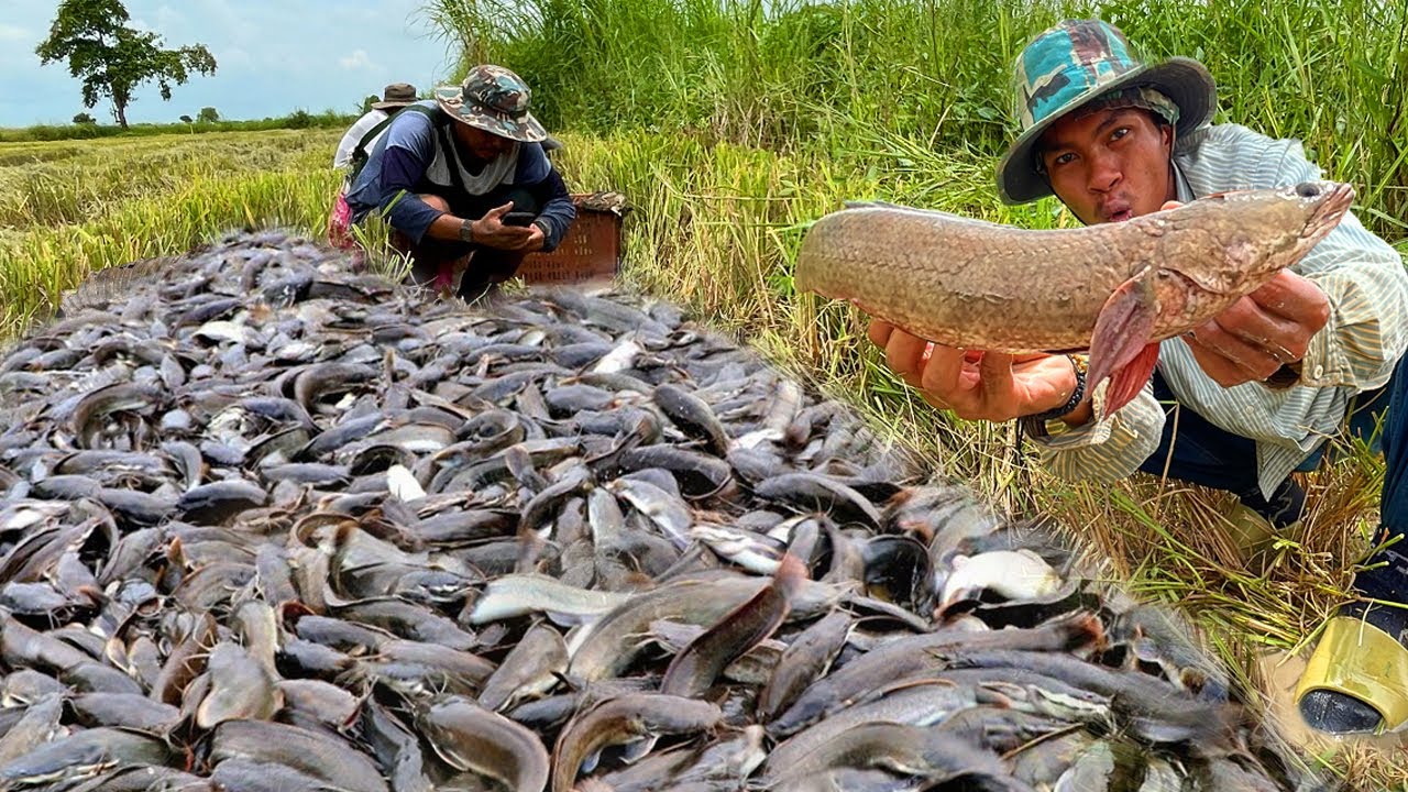 A Comprehensive Guide to Copper Snakehead Fishing - YouTube
