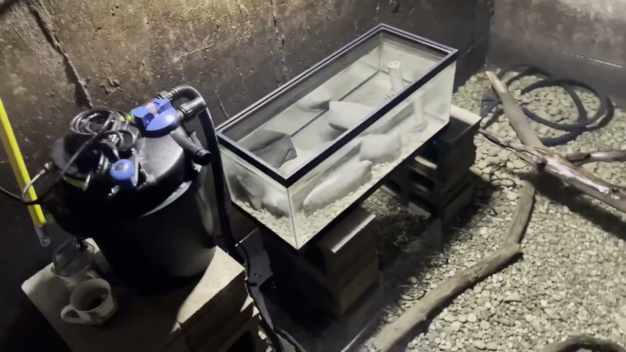 How I clean the eel pit. - YouTube