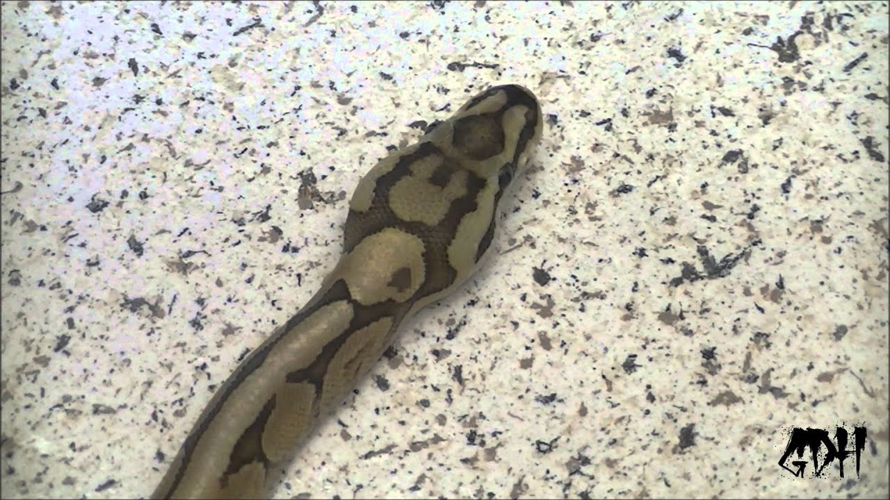 Ball Python Showcase: Fire Mystic Spider - YouTube