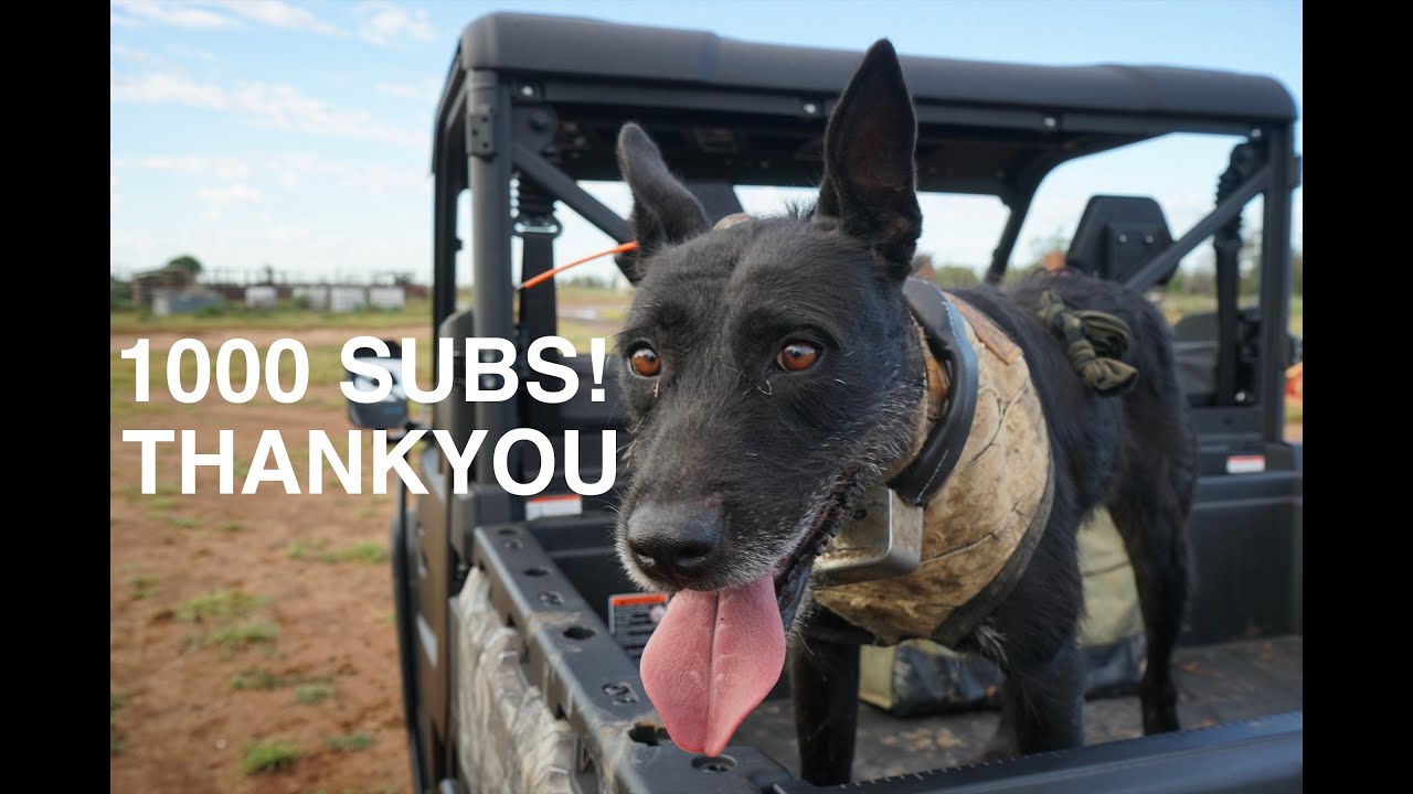 EP.12 1000 SUBSCRIBERS! WE BOUGHT A 1000 CC PIG HUNTING BUGGY! - YouTube