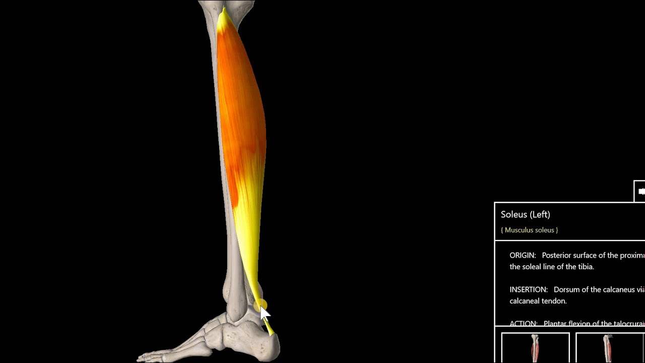 10 lower extremity, gastroc, soleus - YouTube