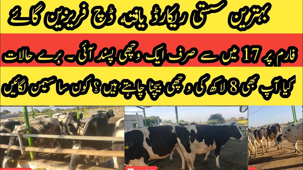 Best pedigreed Dutch cattle II Complete record and pedigree ...