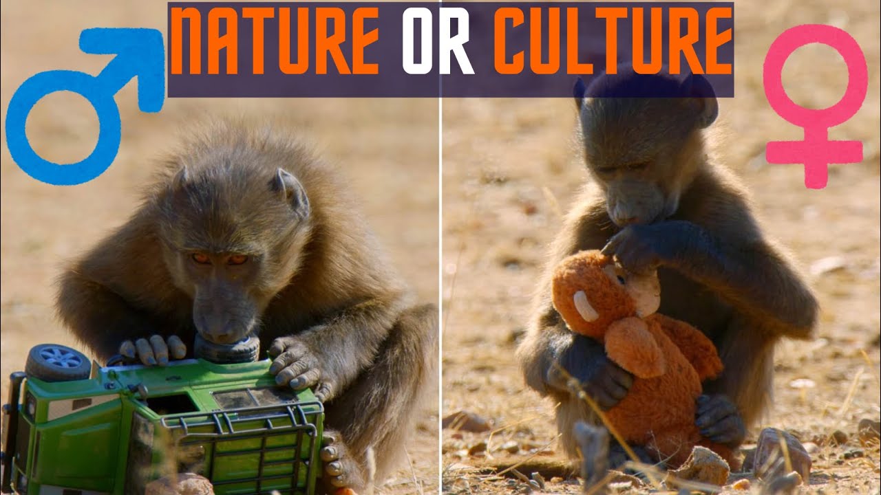 Monkey Toy Experiment: What It Reveals About Gender Preferences - YouTube
