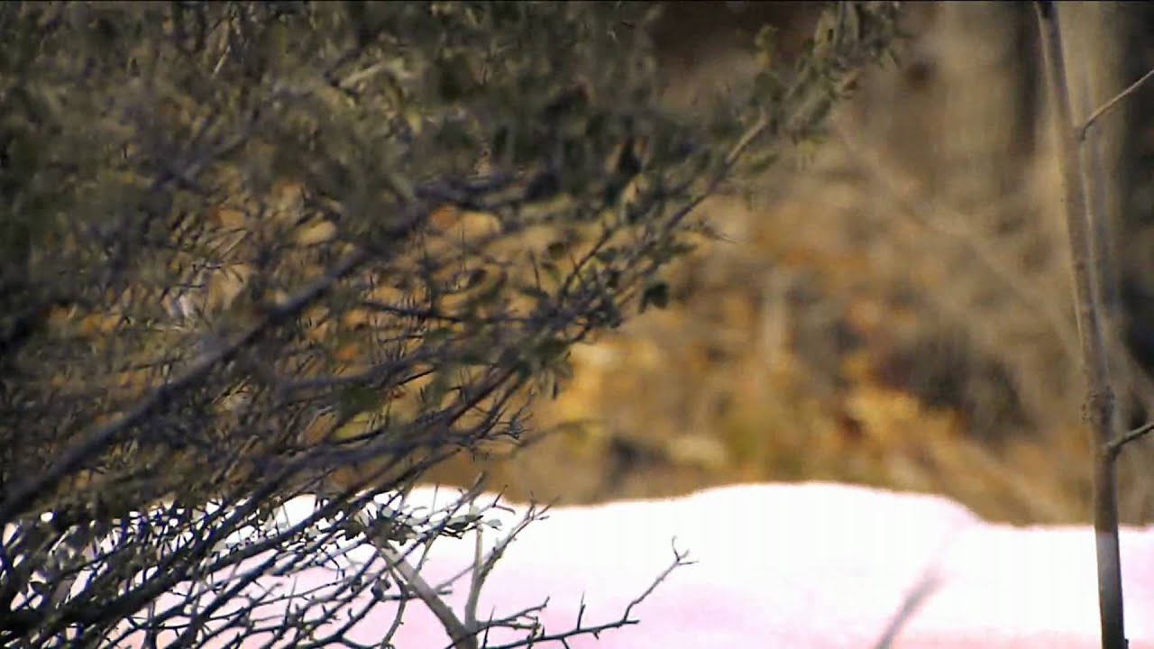 Nature Montage HD - YouTube