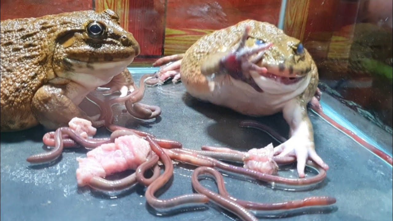 woow funny frog 🐸🐸frog cat worms😱😱 - YouTube