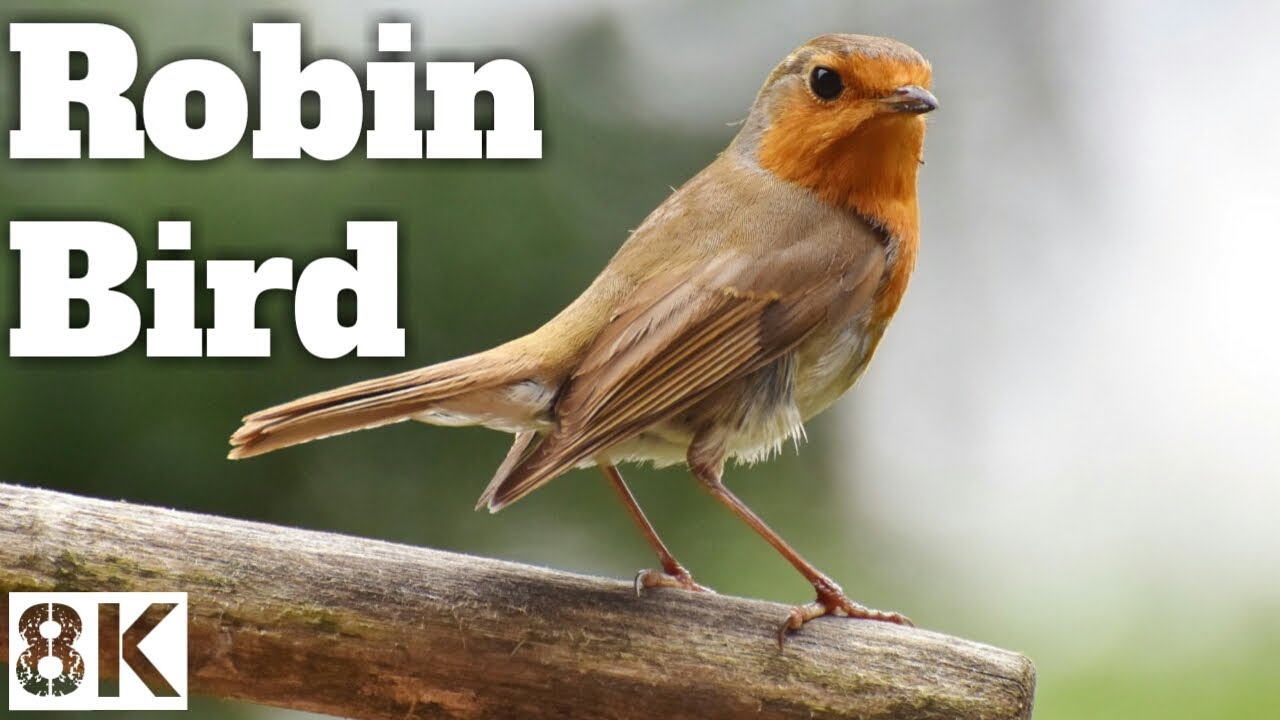 Amazing Robin Bird - 4K Nature Relaxation - Blue Planet - 4K Nature HRD ...