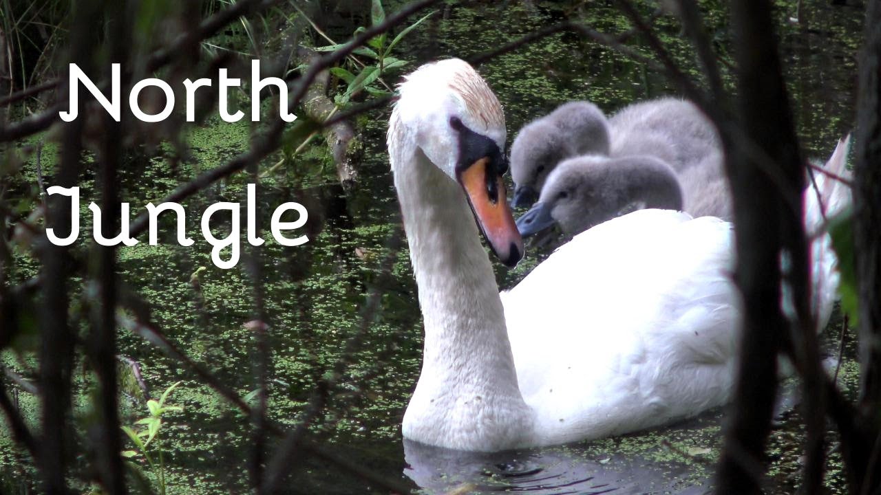 TOP Swan Family Forest Pond Posing 🎞 | Alive Mode Channel - YouTube