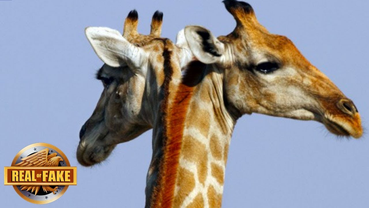 Two Headed Giraffe