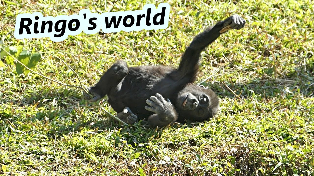 Even a small branch, Ringo can have fun. 😀/ 即使只是一枝小樹枝, Ringo也可以玩得很開心 ...