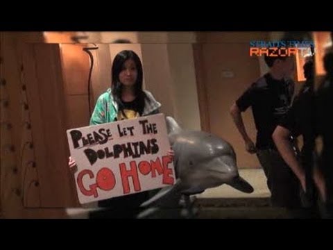 Why dolphins get more attention (Dolphins in captivity Pt 3) - YouTube