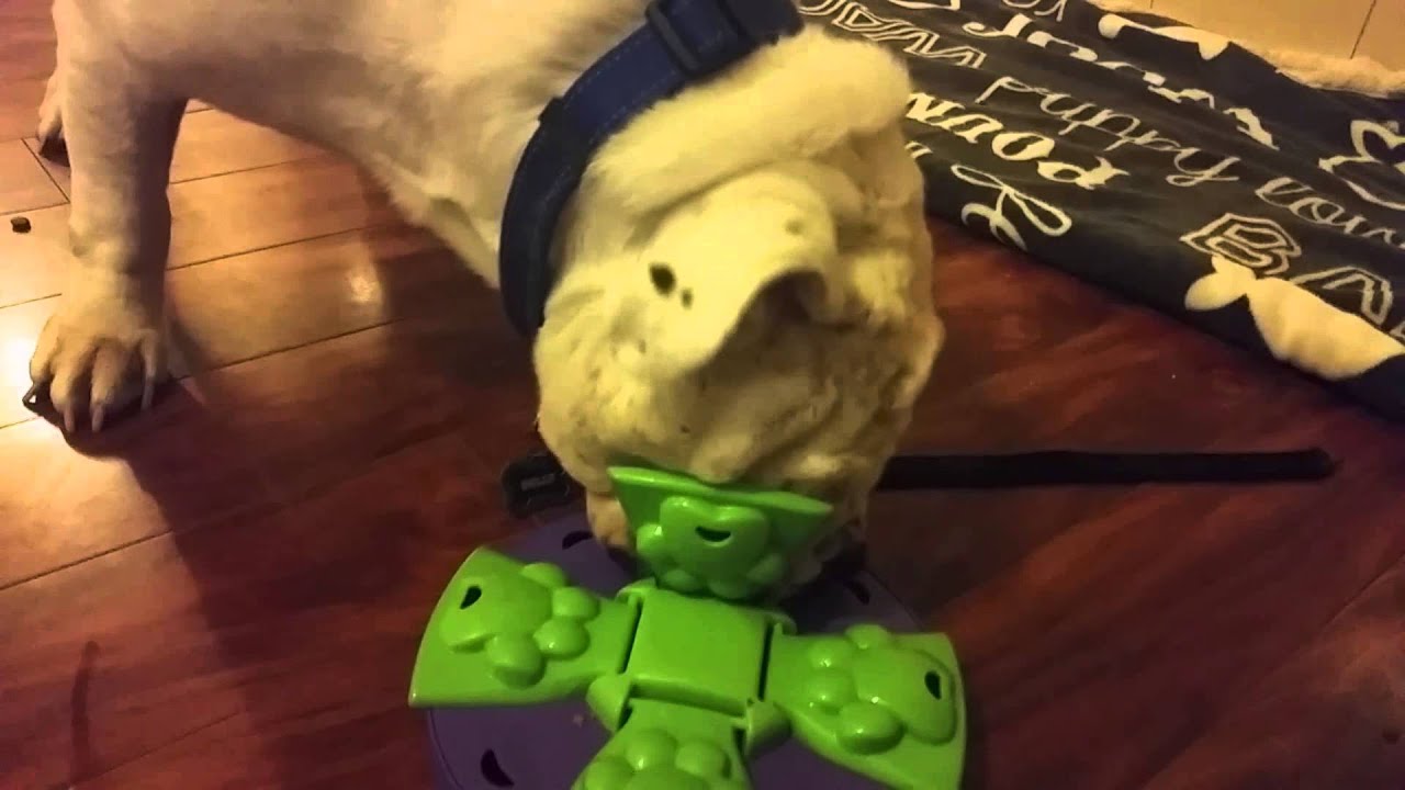 Bailey & Bully - YouTube