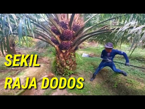 Sekil raja dodos panen sawit sawit super numpuk sawit unggul