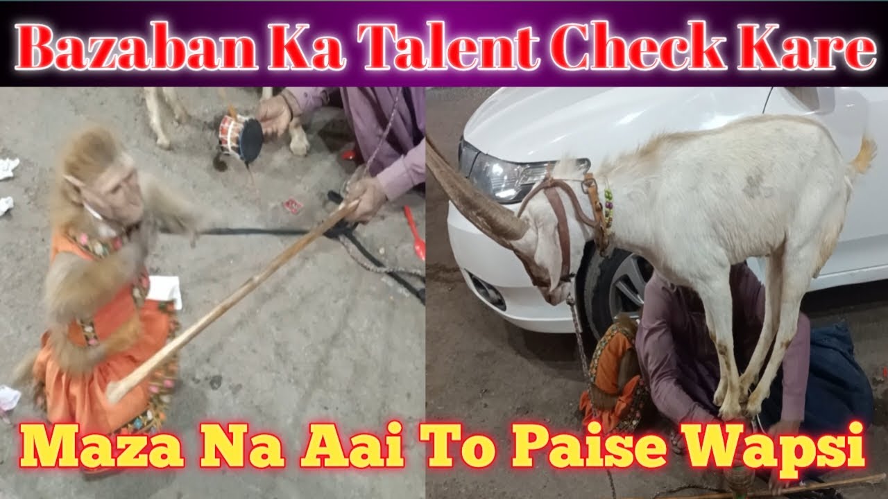 "Exceptional Animal Talents: Unveiling Nature's Remarkable Performers ...