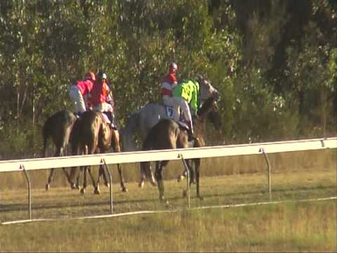 New Colossus at Warialda Races - YouTube