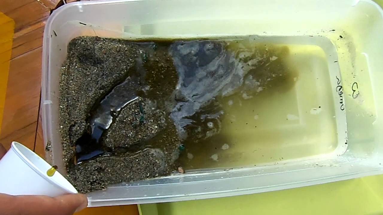 3D Water Pollution Model (2) - YouTube