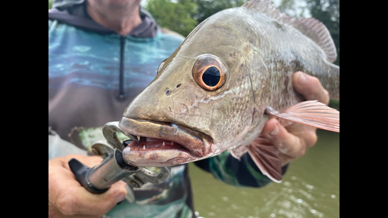 Having fun with baby Barramundi in a small Nth Qld creek Sth of ...