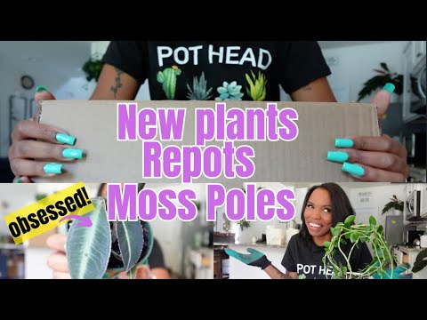 Things are out of control now! Summer Plant Chores - YouTube