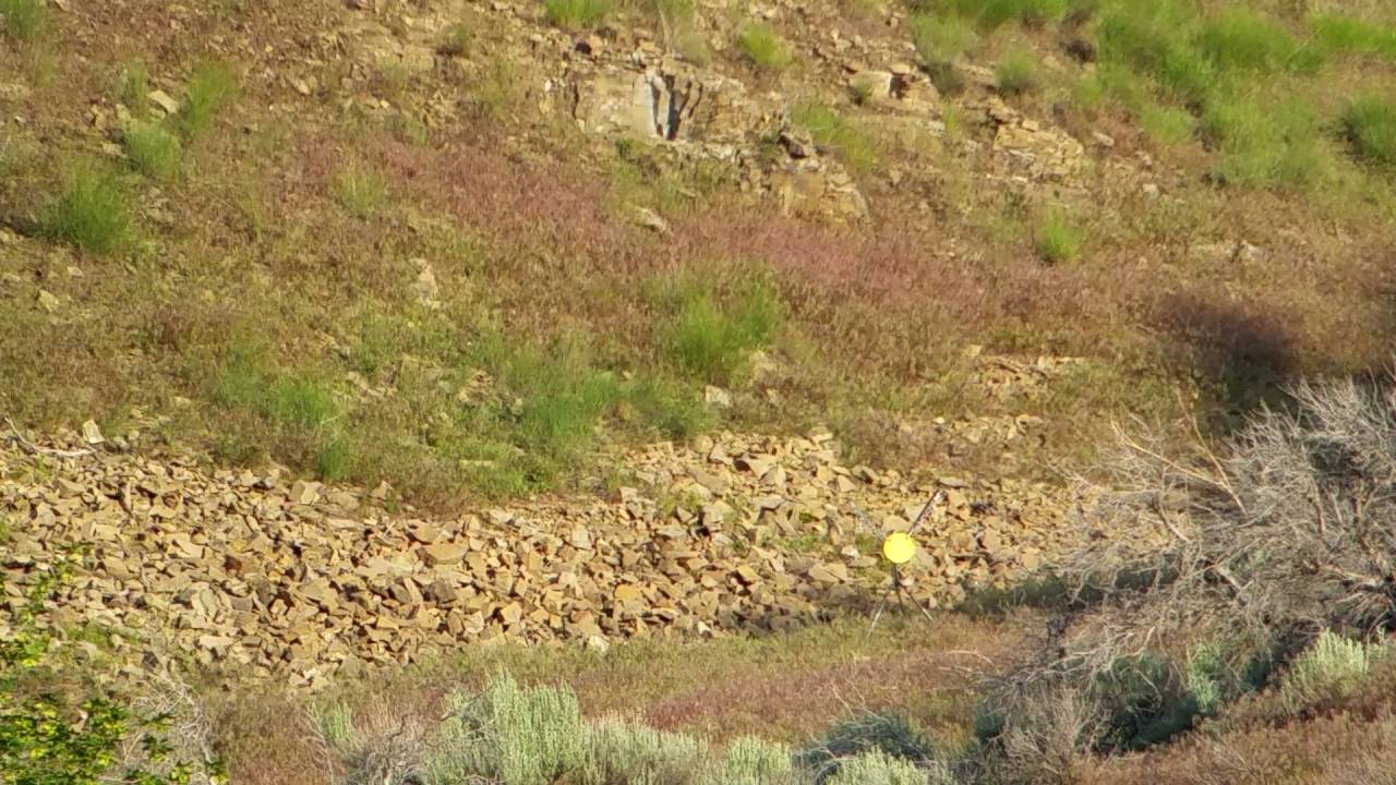 260 Remington shooting 505 yards - YouTube