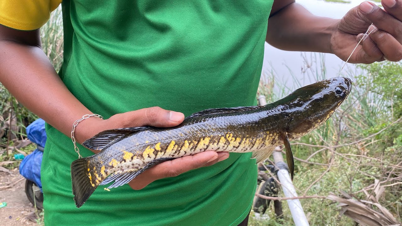 Snake Head Fish 🐠 ( Viral Meen ) Watch Full Video So Fun Moments 🤣😜🎣🎉 ...