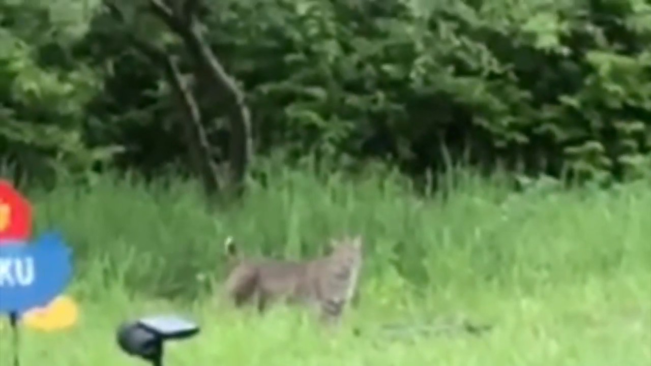 Close encounter with a bobcat in Topeka, Kansas - YouTube