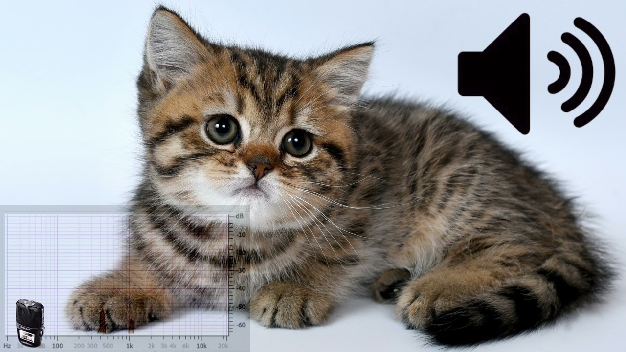 Kitten Sound Effect (Royalty Free) - YouTube