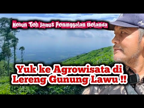Ngadem di Kebun Teh Jamus Ngawi‼️ Agrowisata Peninggalan Belanda di Lereng Gunung Lawu