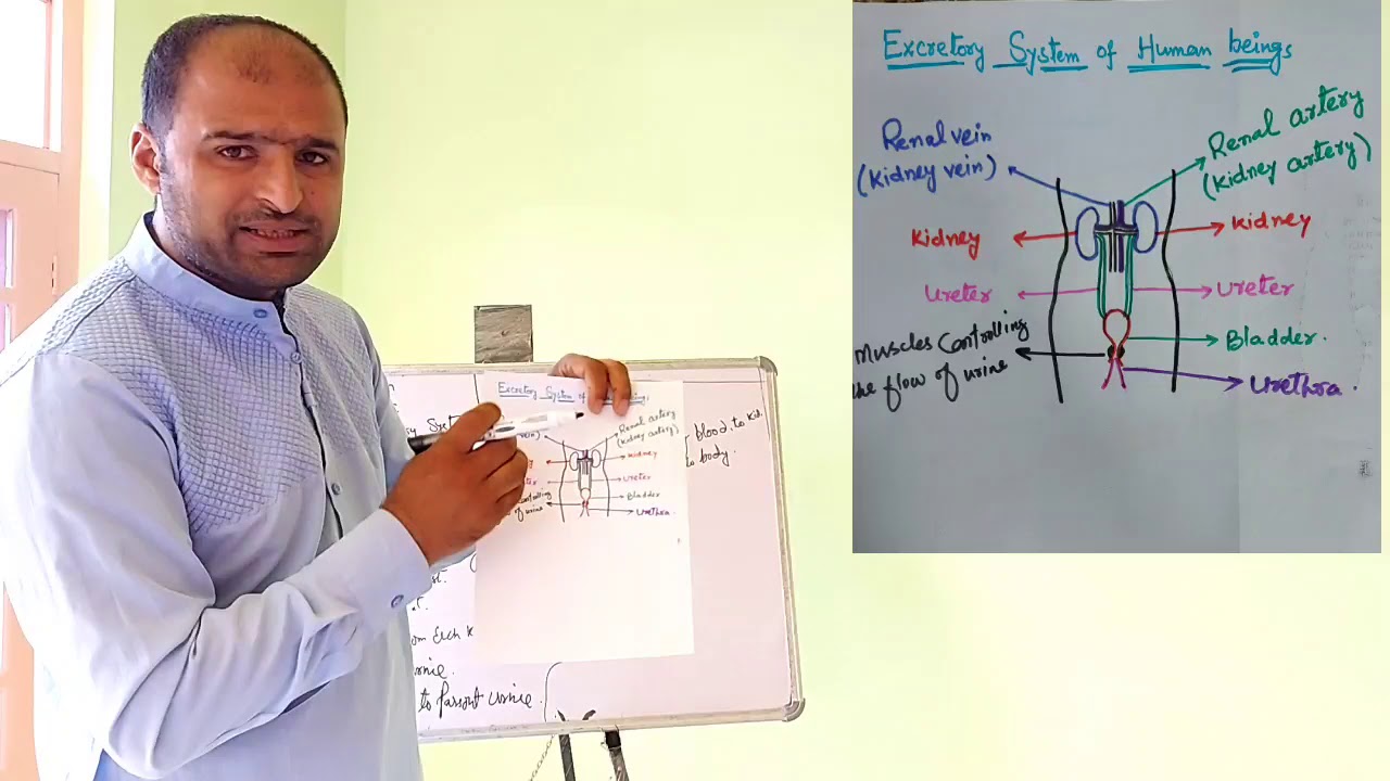 Class 10th. G. Sc. Topic.structure of kidney and nephron - YouTube