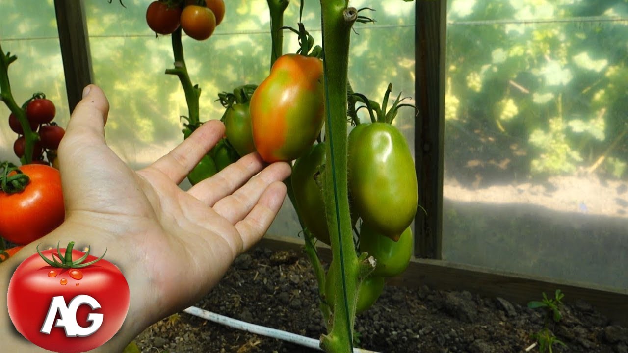 HOW TO SPEED UP THE RIPENING OF TOMATOES WITHOUT FERTILIZING a proven ...