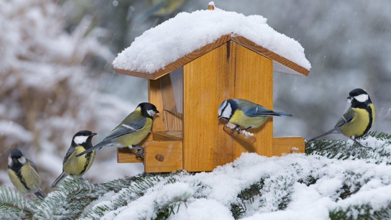 2023 | 4K Songs of Birds in Winter Nature Relax Video with Real Birds ...