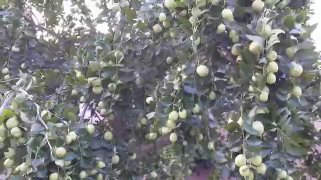 Apple Tree (Chinese) - YouTube