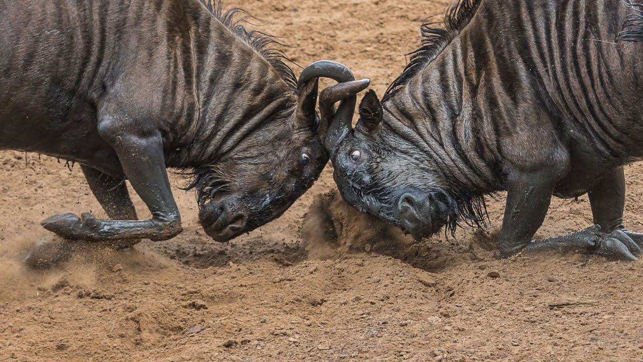 10 Most Aggressive Animals In The World - YouTube