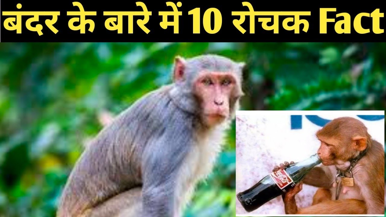 बंदर के बारे में 10 रोचक तथ्य || Interesting facts about monkey in ...