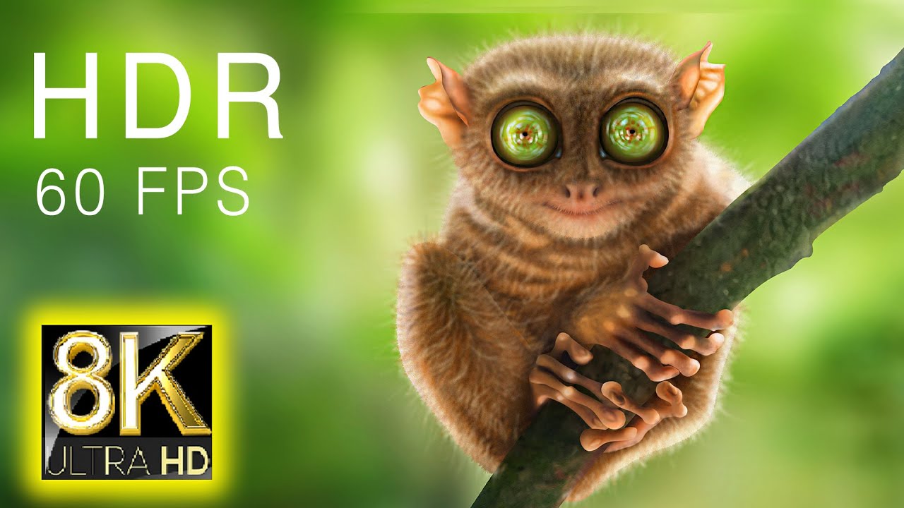 8K TV 60fps ULTRA HD | Wild Animals In 8K With Calming Music - YouTube