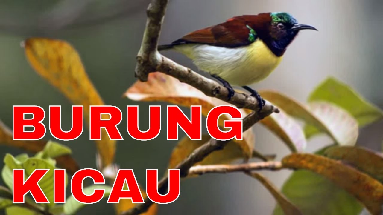 Kumpulan Burung Kicau nan Indah dan Menawan - YouTube