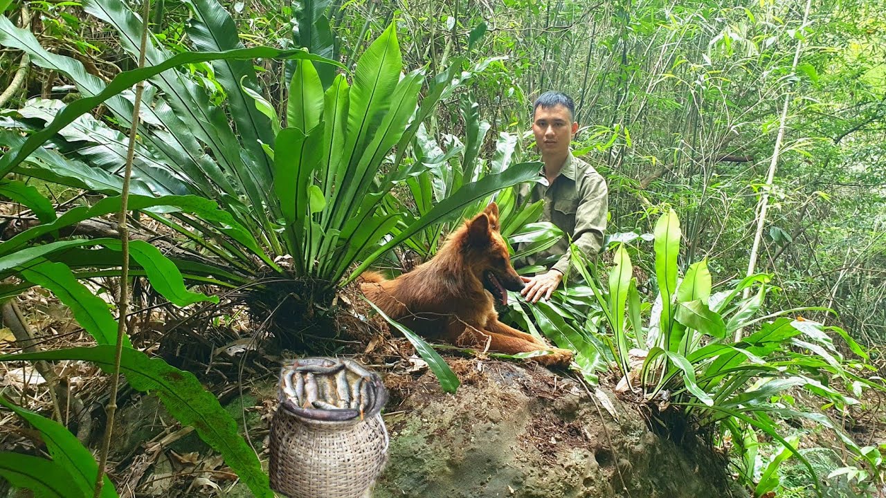 Stream fishing for food, Take Bird's Nest Fern to filter the air, Live ...