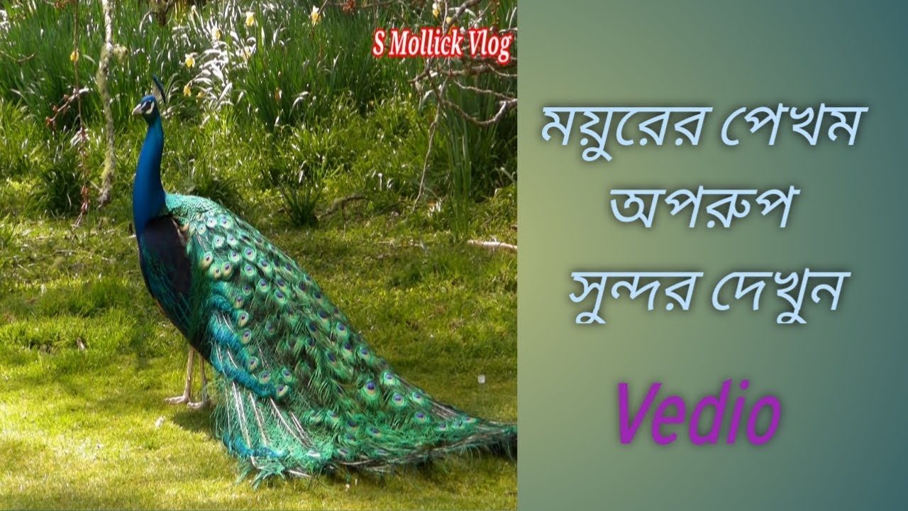 Beauty Of Moiur. # Natural Vedio. - YouTube