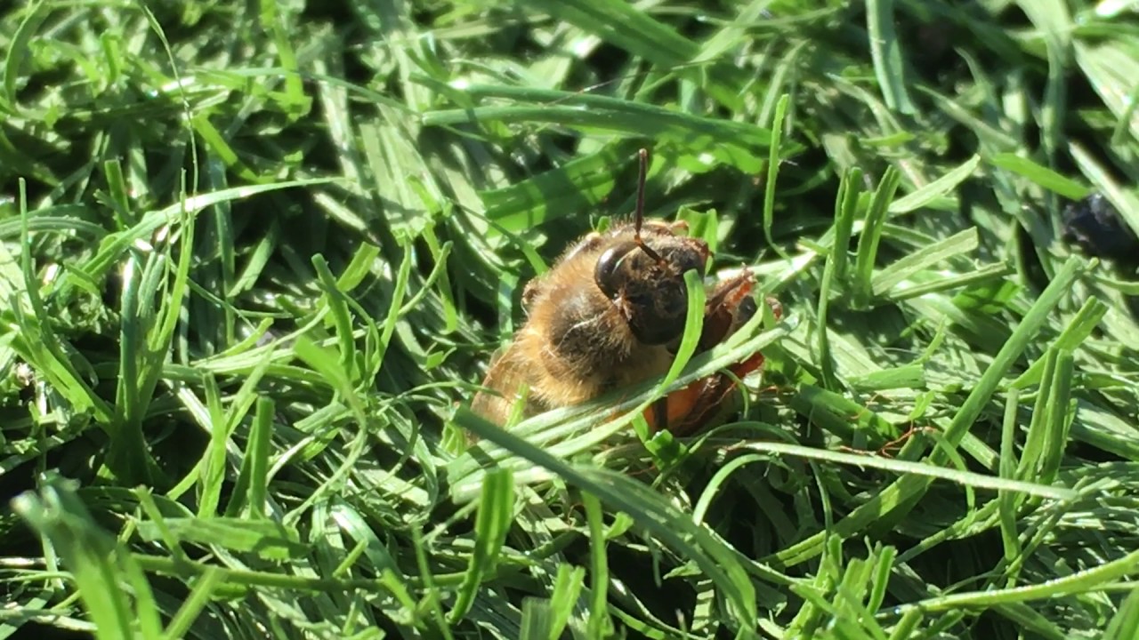 Closeup of Bee on Turf - YouTube