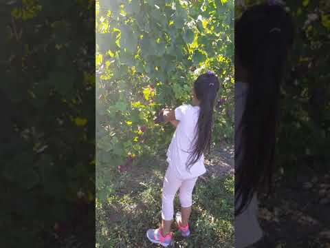 Dina🤩baci 04.09.2019 beremo groźđe COLMAR 😁