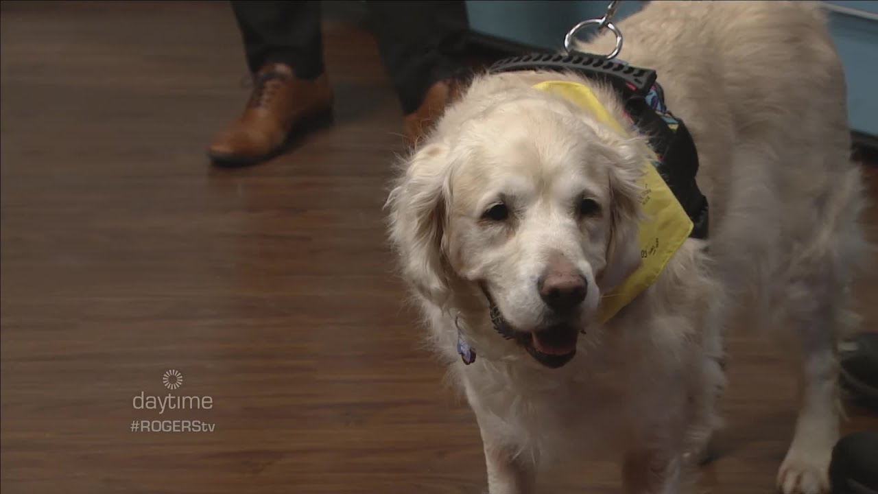 Golden Rescue - YouTube