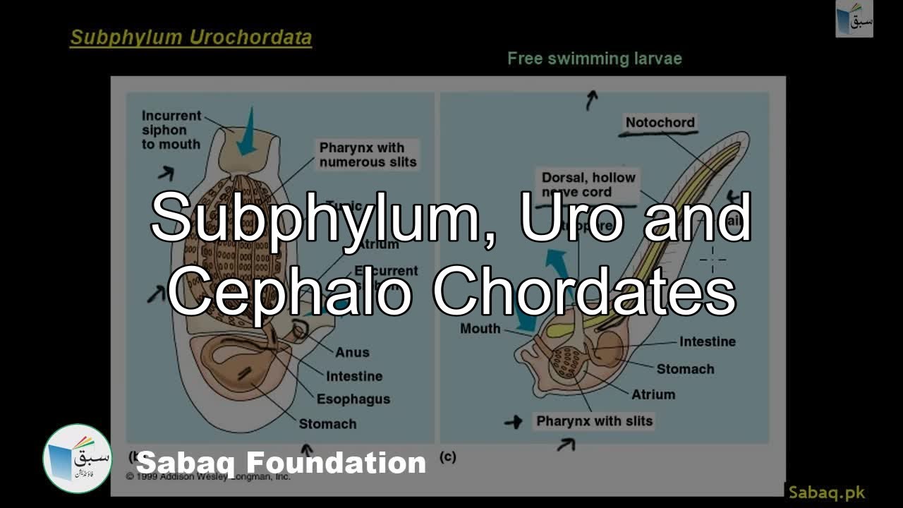 Subphylum, Uro and Cephalo Chordates, Biology Lecture | Sabaq.pk - YouTube