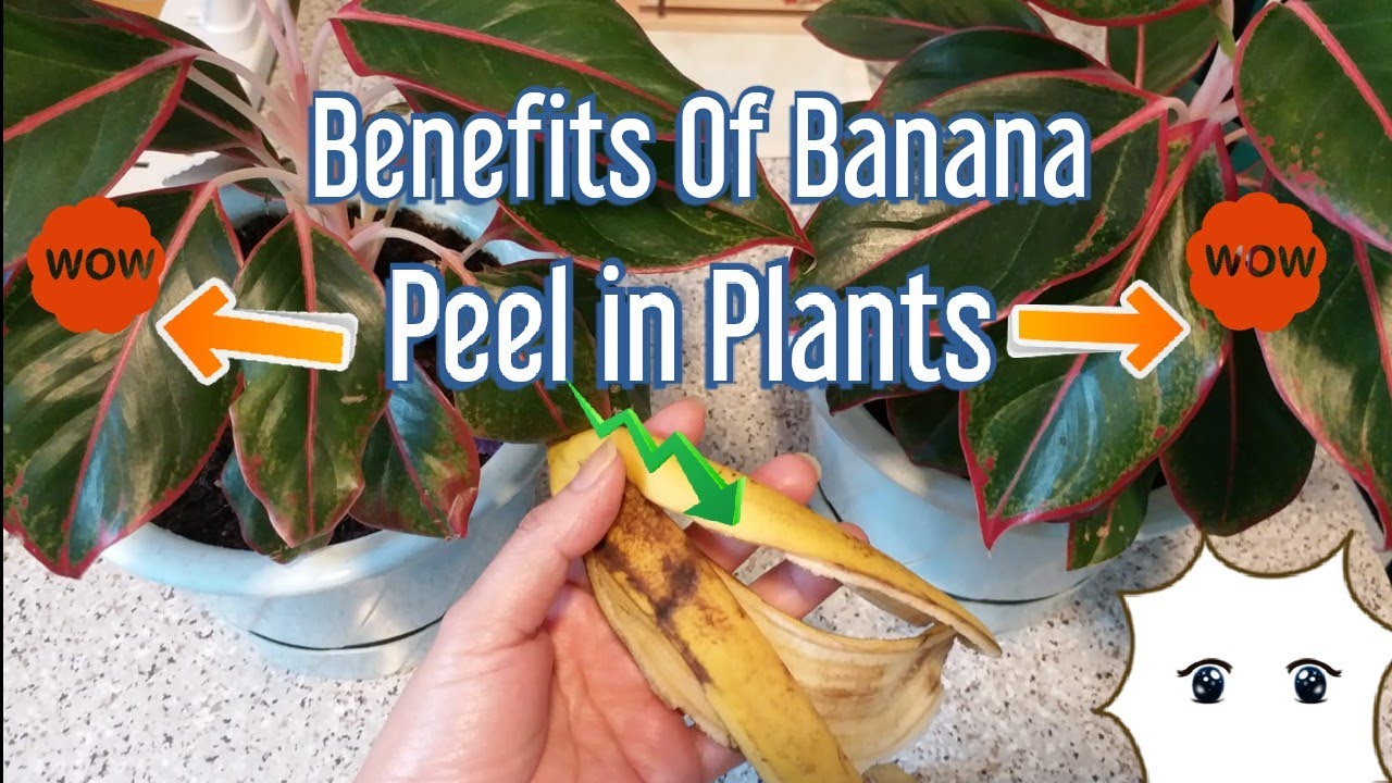 Benefits Of Banana Peel In Plants || Benepisyo Ng Balat Ng Saging Sa ...