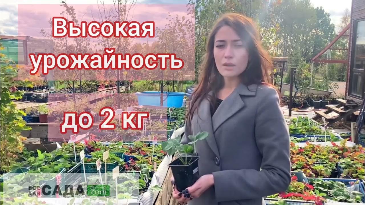 Клубника Нагаока - YouTube