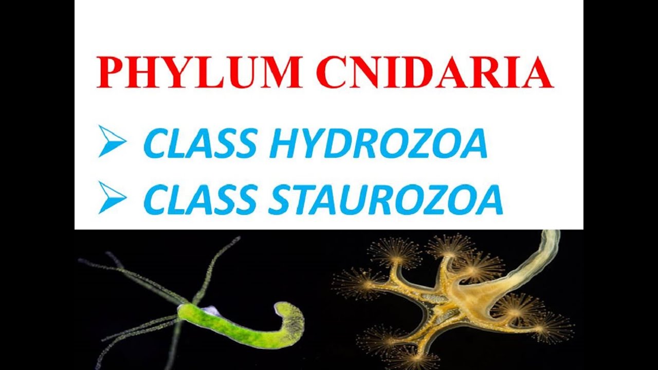 Phylum Cnidaria Class Hydrozoa & Class Staurozoa- Miller & Harley - YouTube